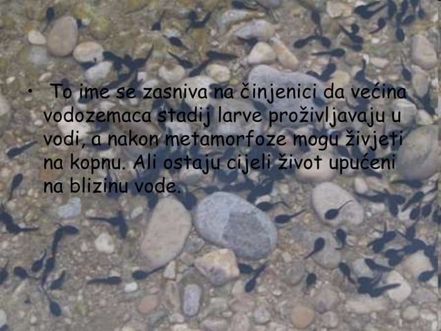vodozemci-razmnozavanje i opste karakteristike | PPT