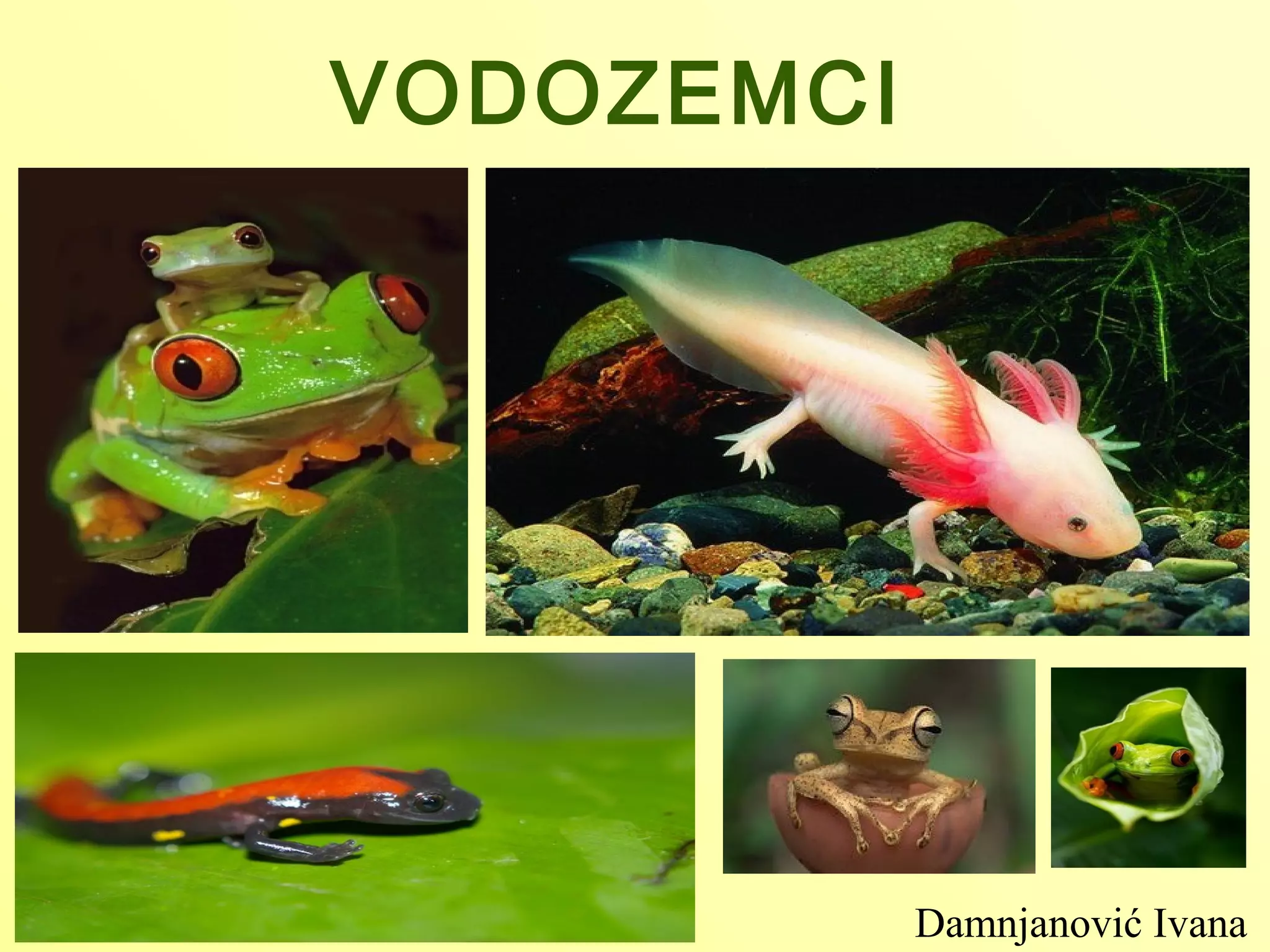 Vodozemci | PPT