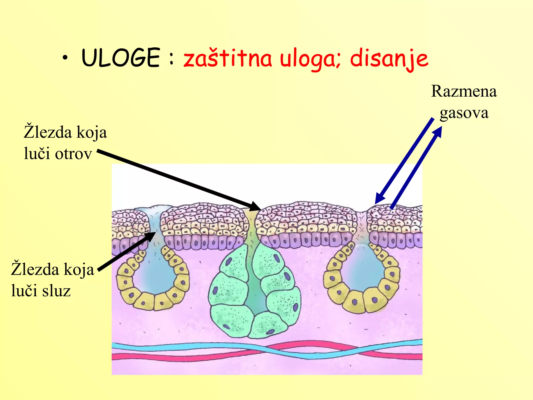 Vodozemci | PPT