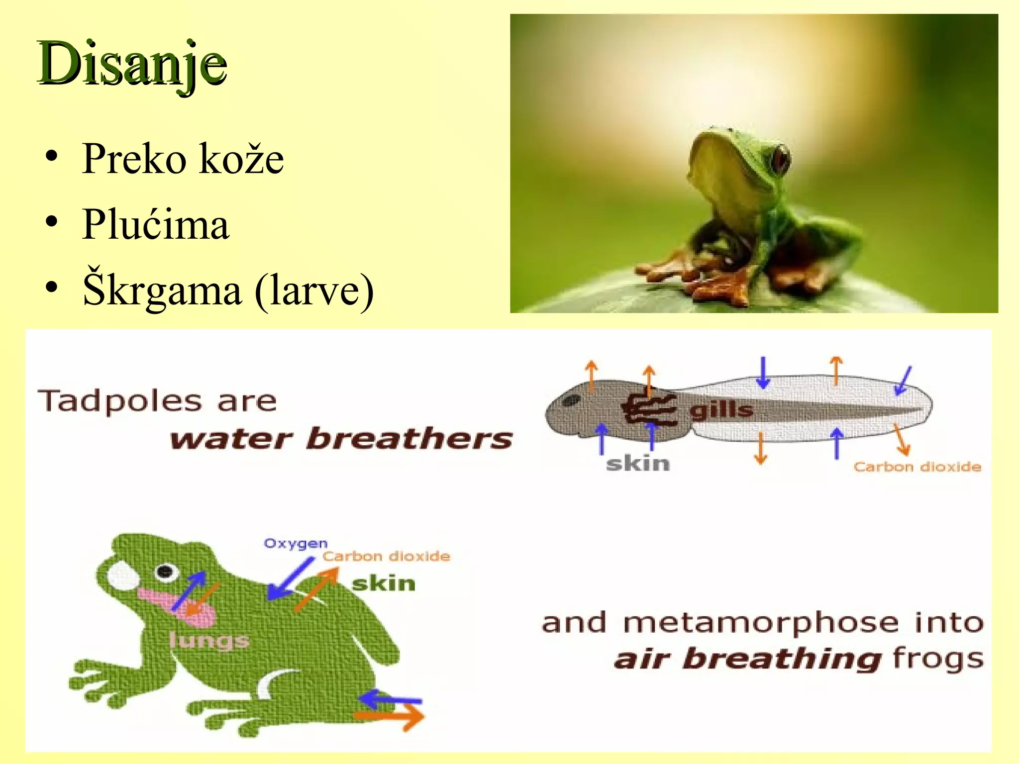 Vodozemci | PPT