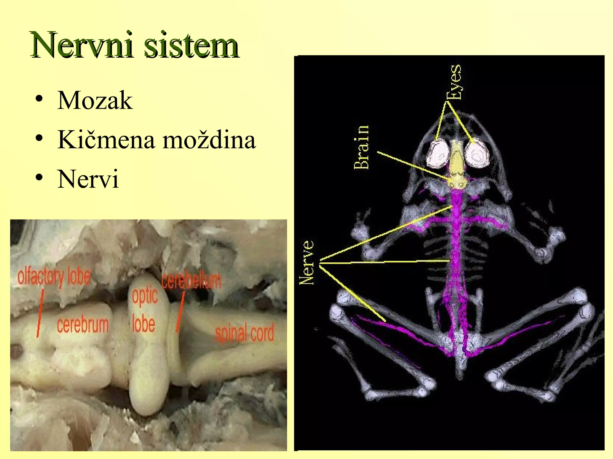 Vodozemci | PPT