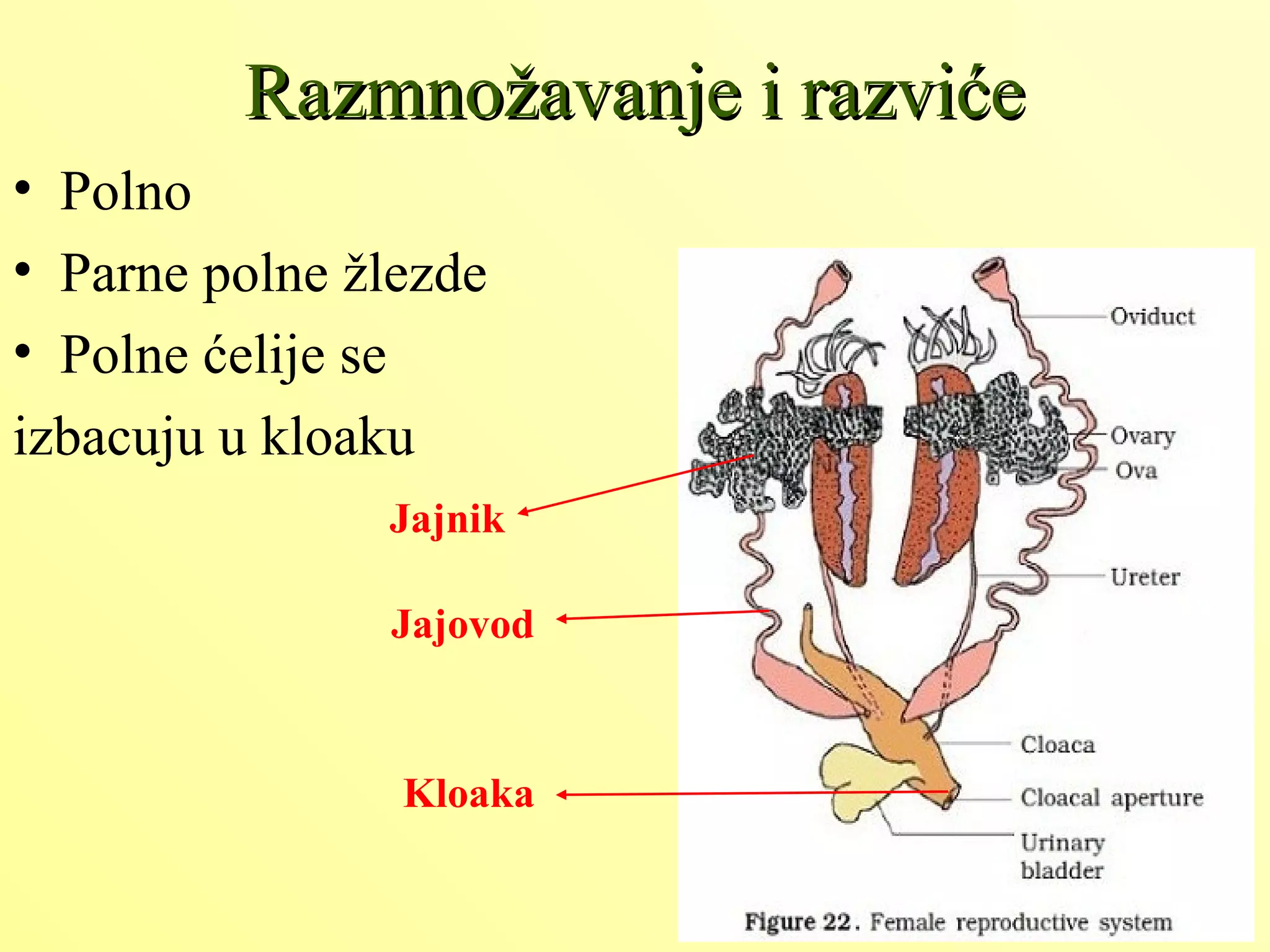 Vodozemci | PPT
