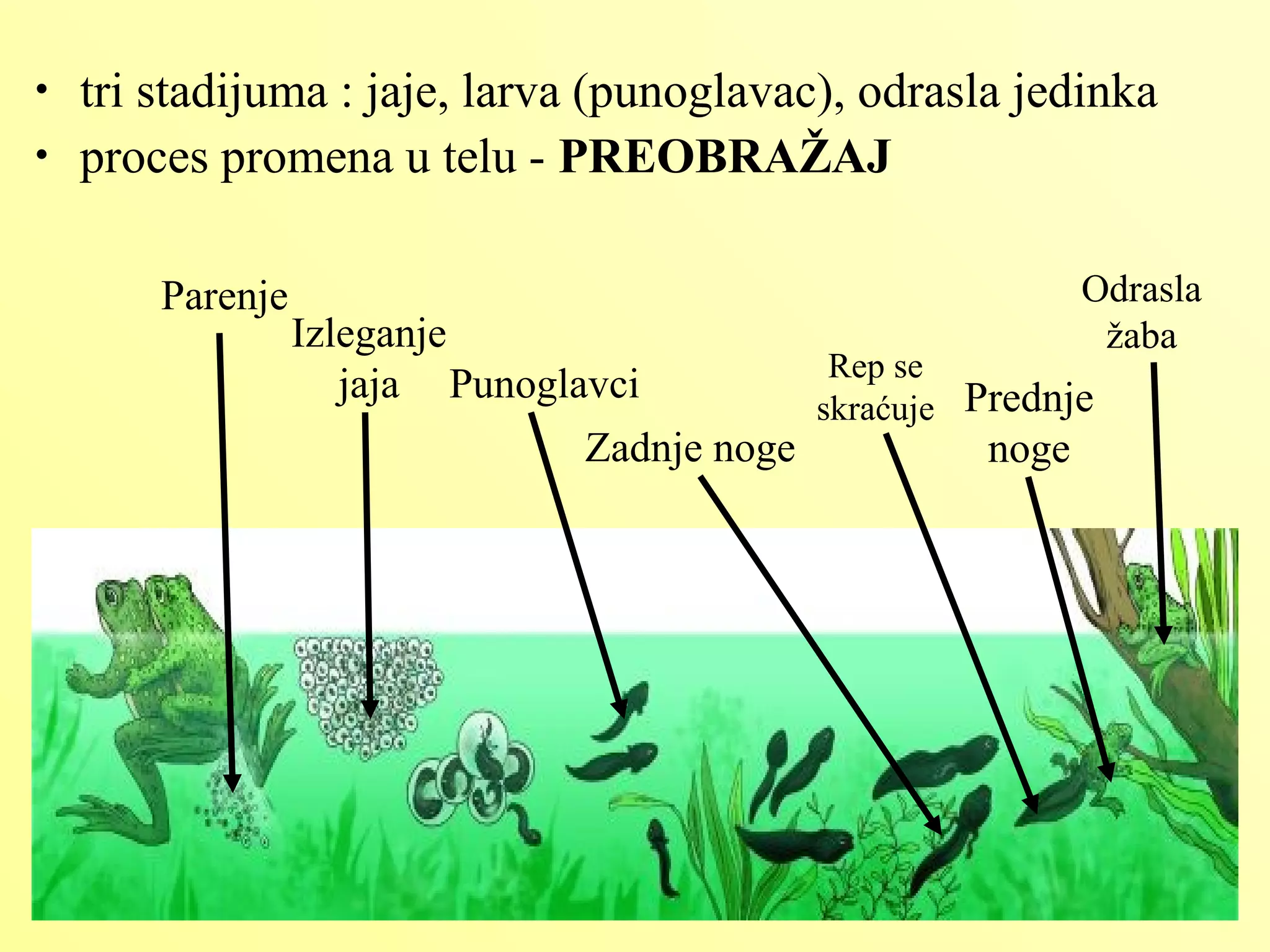 Vodozemci | PPT