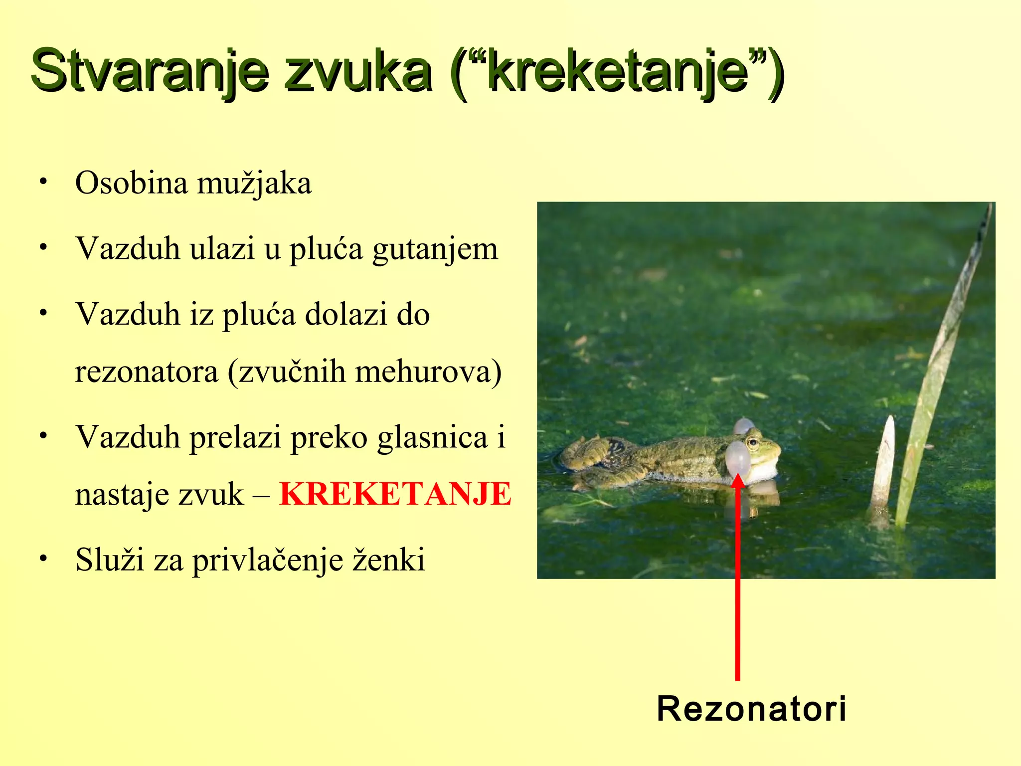 Vodozemci | PPT