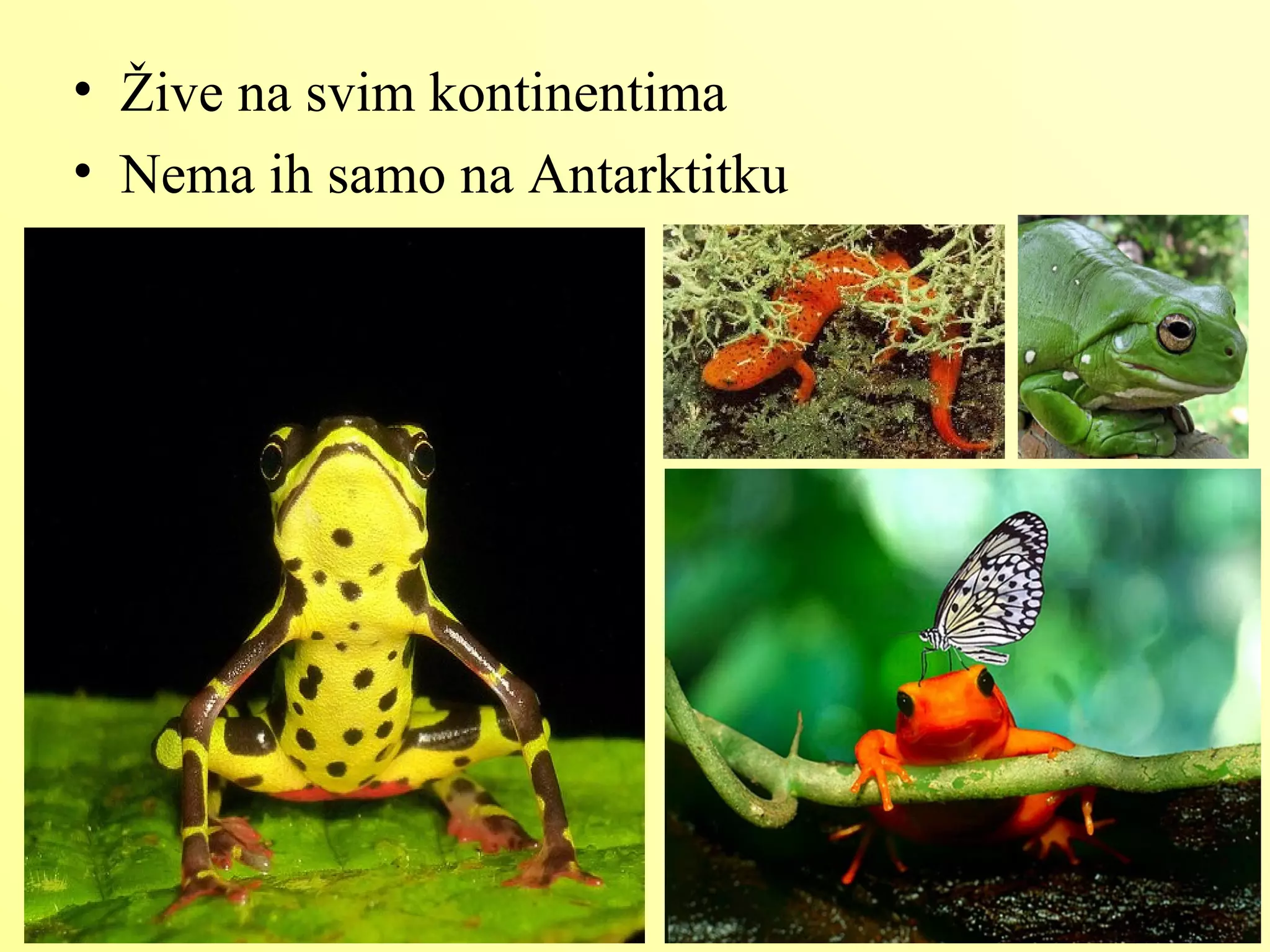 Vodozemci | PPT
