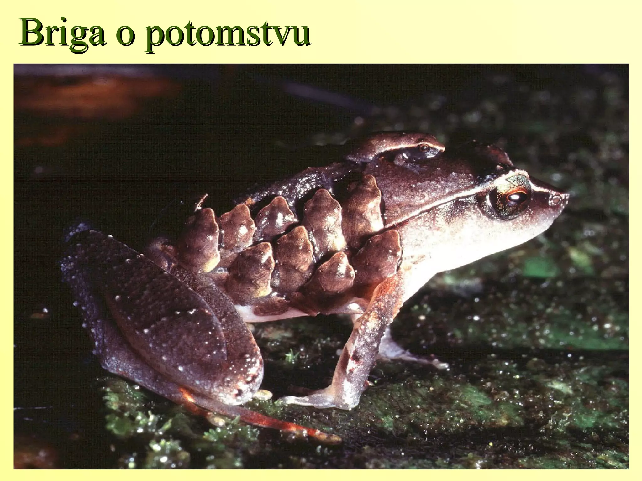 Vodozemci | PPT
