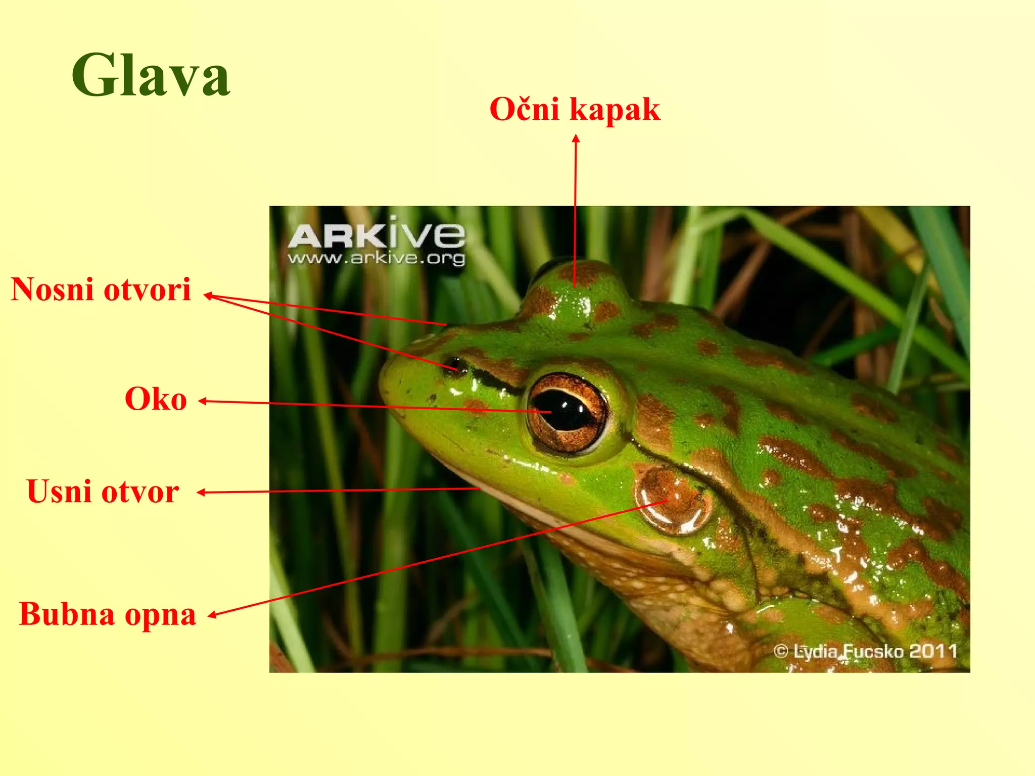 Vodozemci | PPT