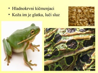 Vodozemci | PPT