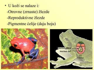Vodozemci | PPT