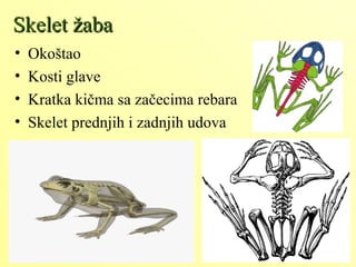 Vodozemci | PPT