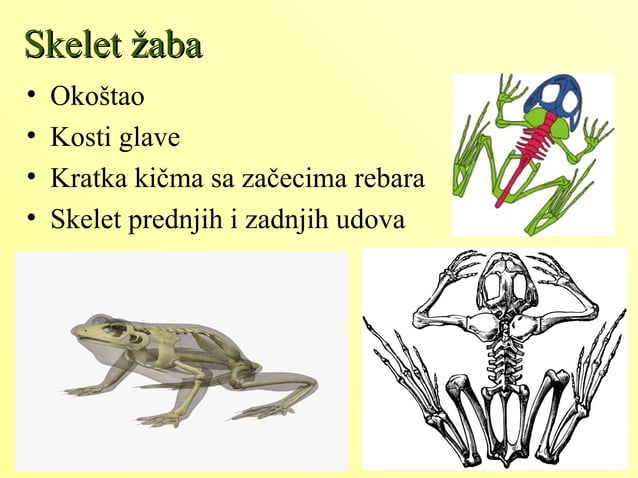 Vodozemci | PPT