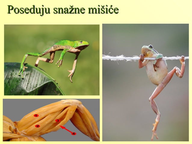 Vodozemci | PPT