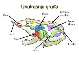 Vodozemci | PPT
