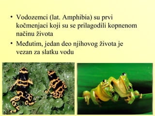 Vodozemci | PPT