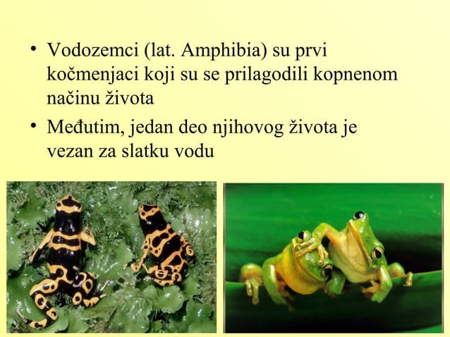 Vodozemci | PPT