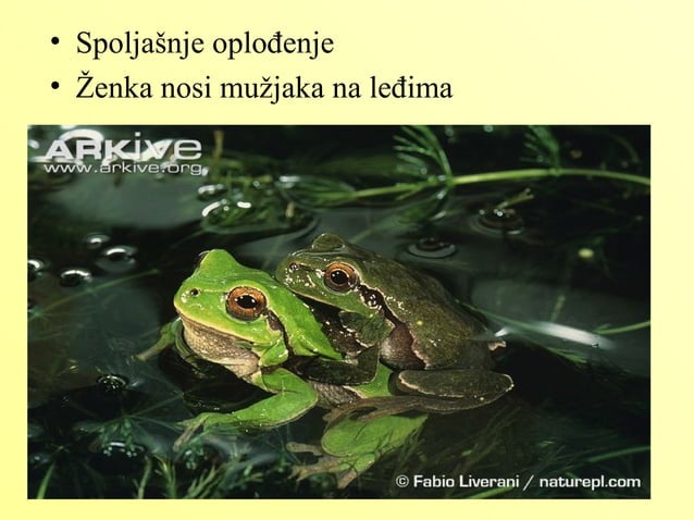 Vodozemci | PPT