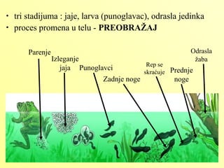 Vodozemci | PPT