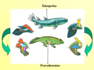 Vodozemci | PPT