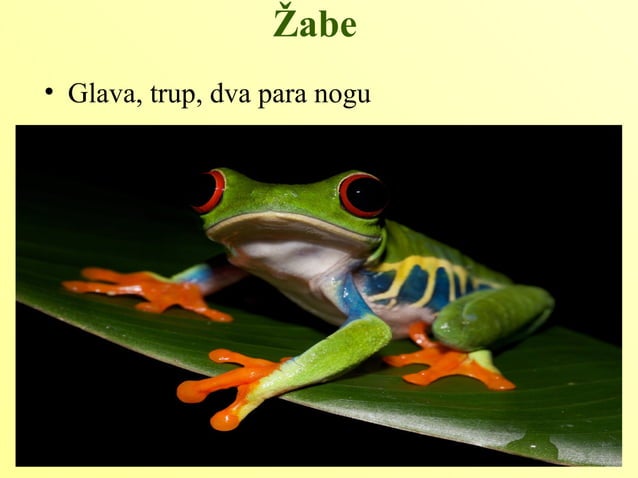 Vodozemci | PPT