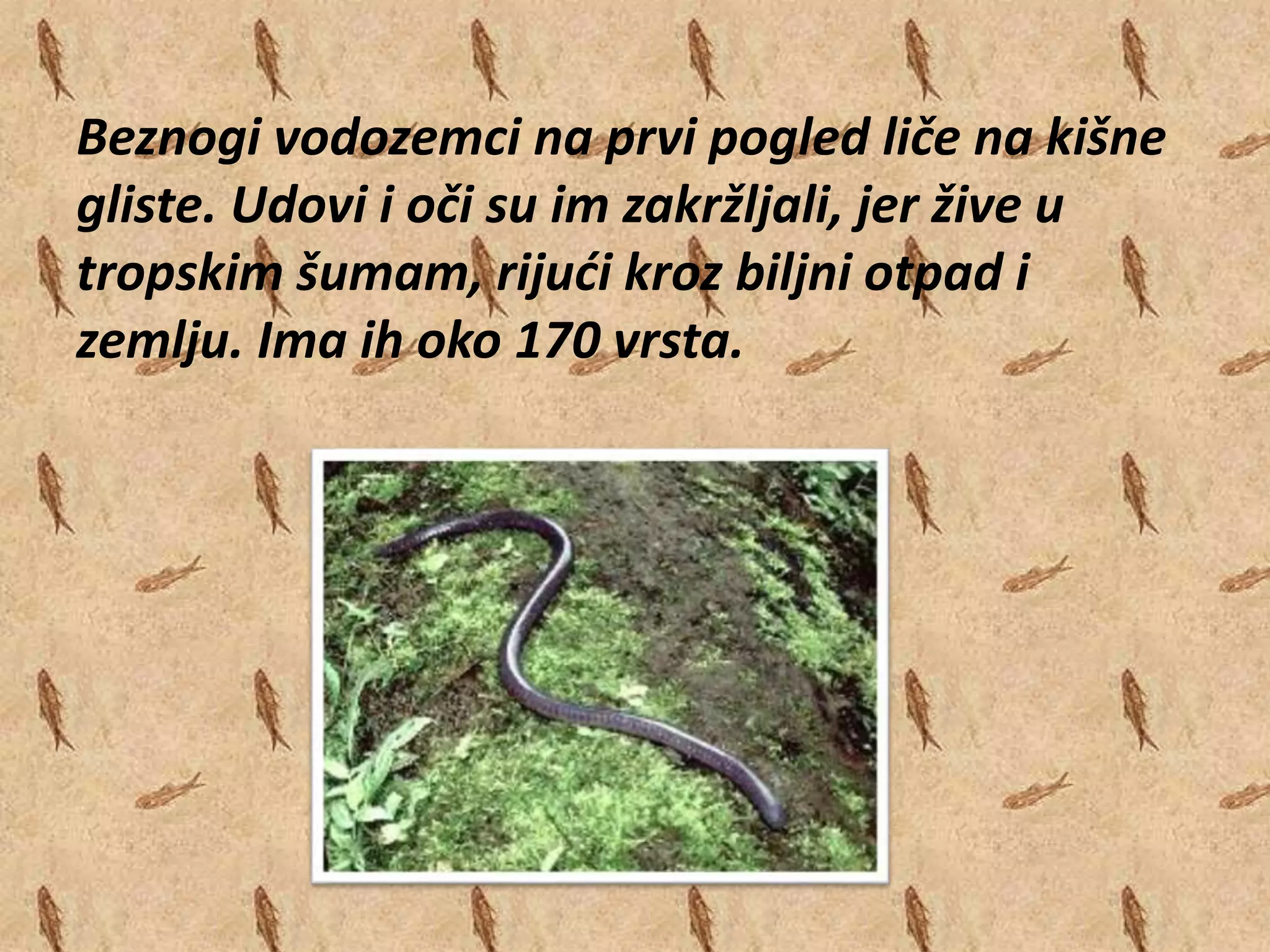 Vodozemci | PPTX