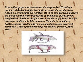 Vodozemci | PPTX