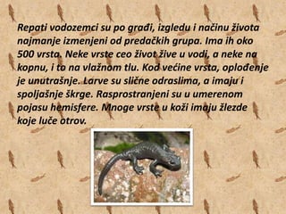 Vodozemci | PPTX