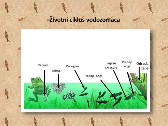 Vodozemci | PPT