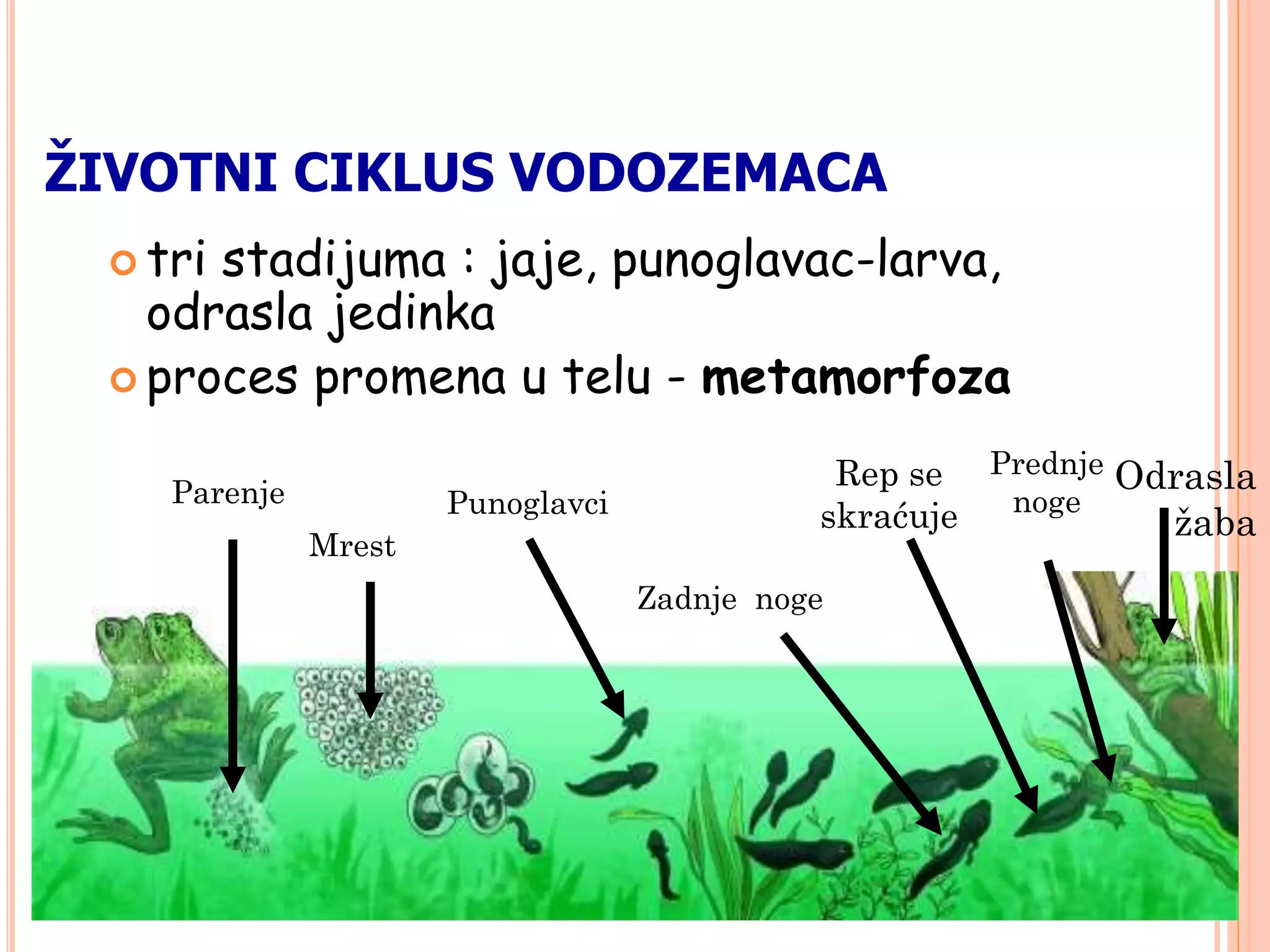 Vodozemci | PPTX