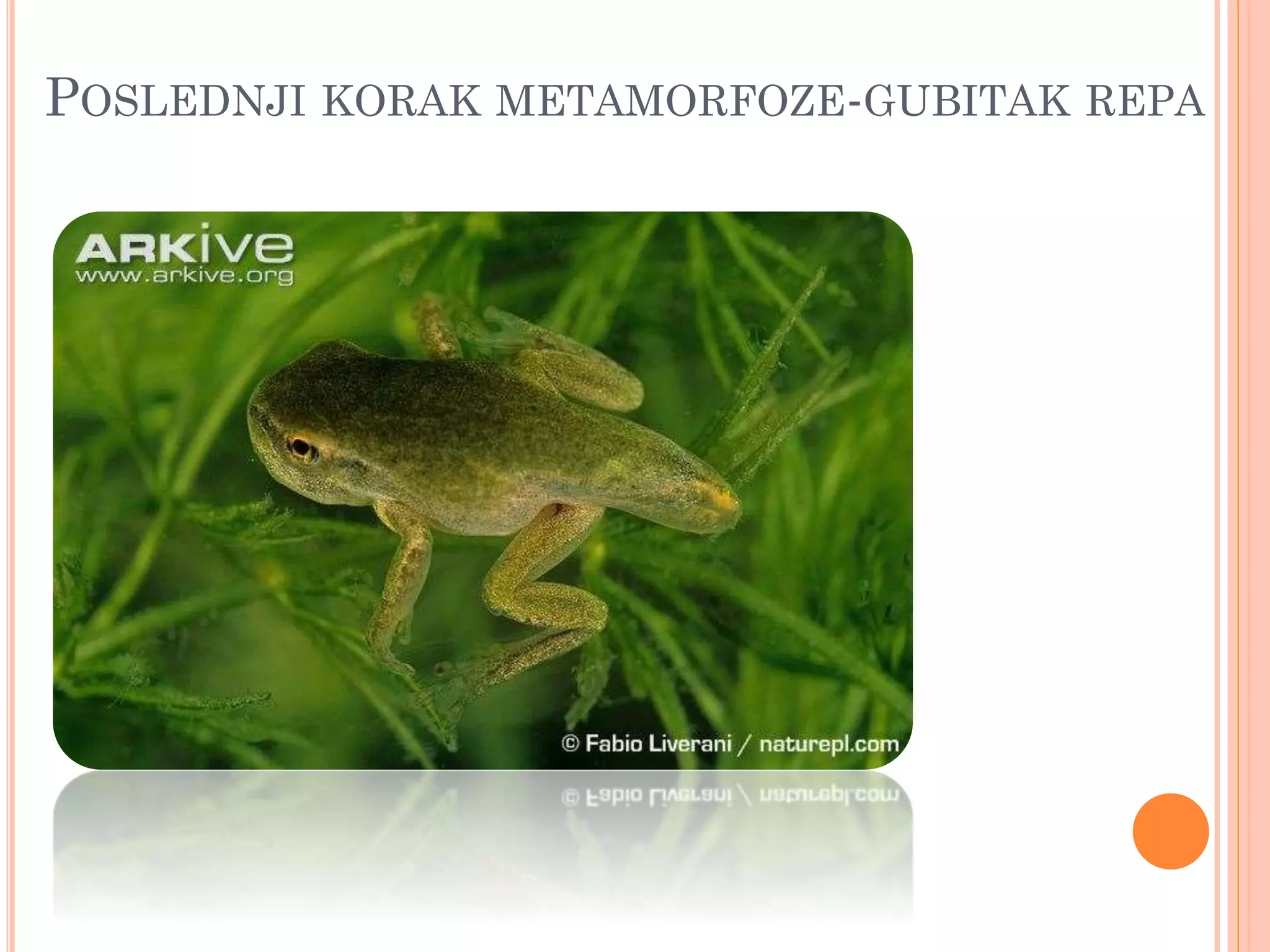 Vodozemci | PPTX