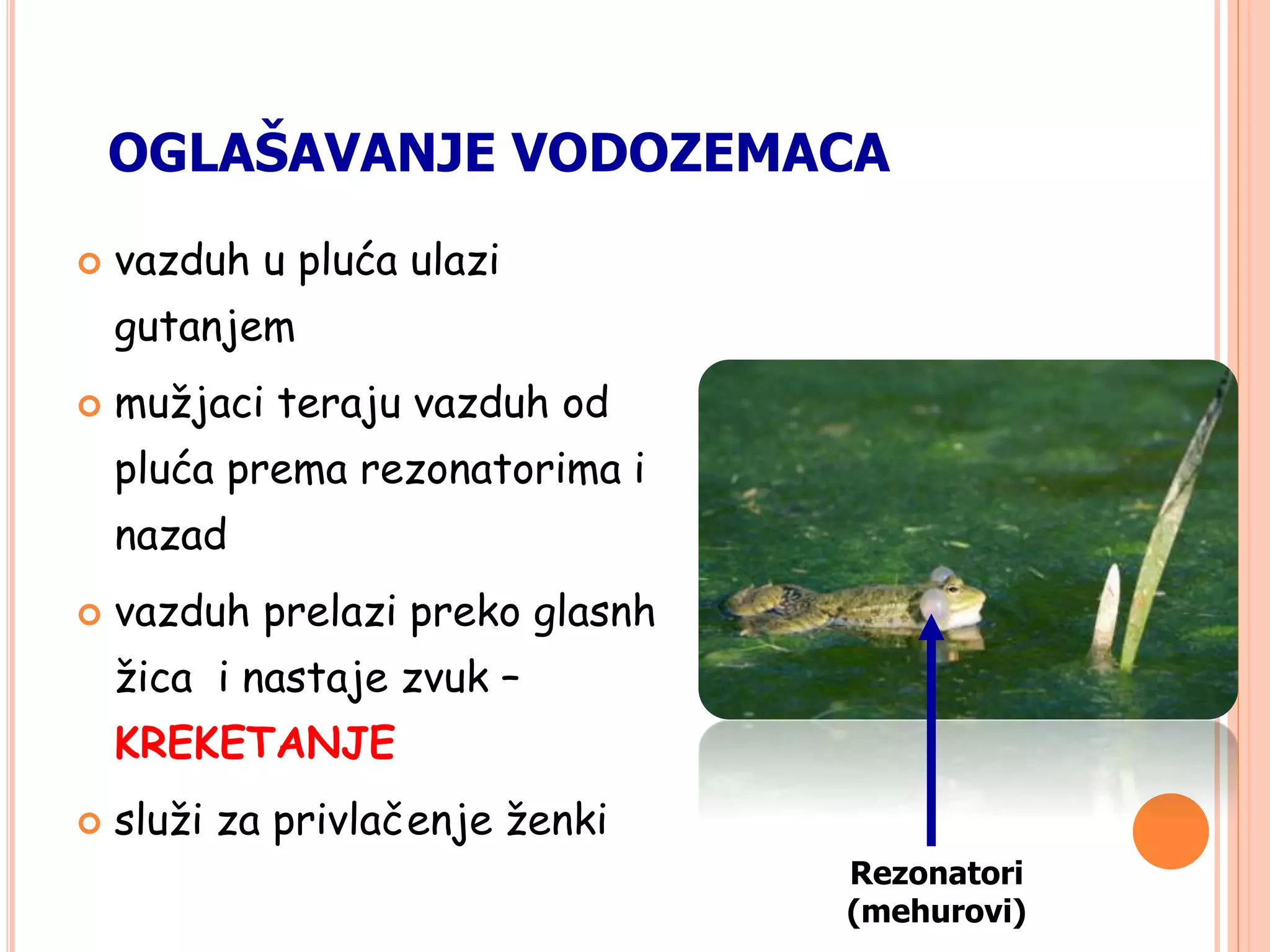 Vodozemci | PPTX