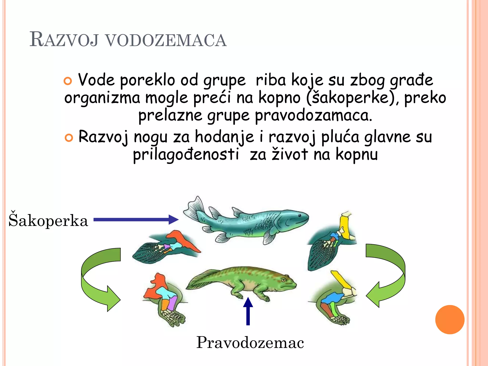 Vodozemci | PPTX