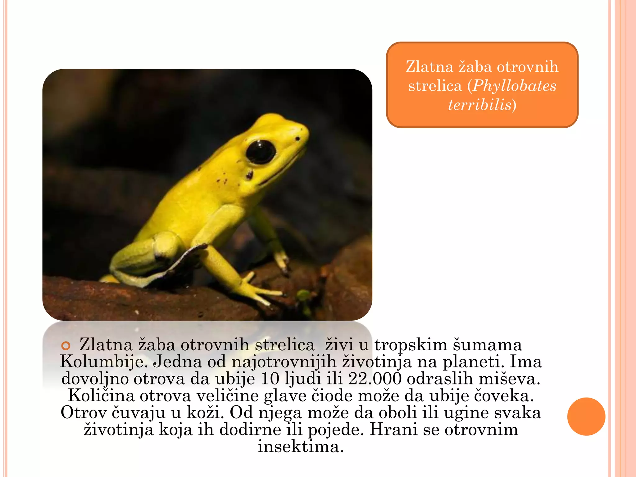 Vodozemci | PPTX