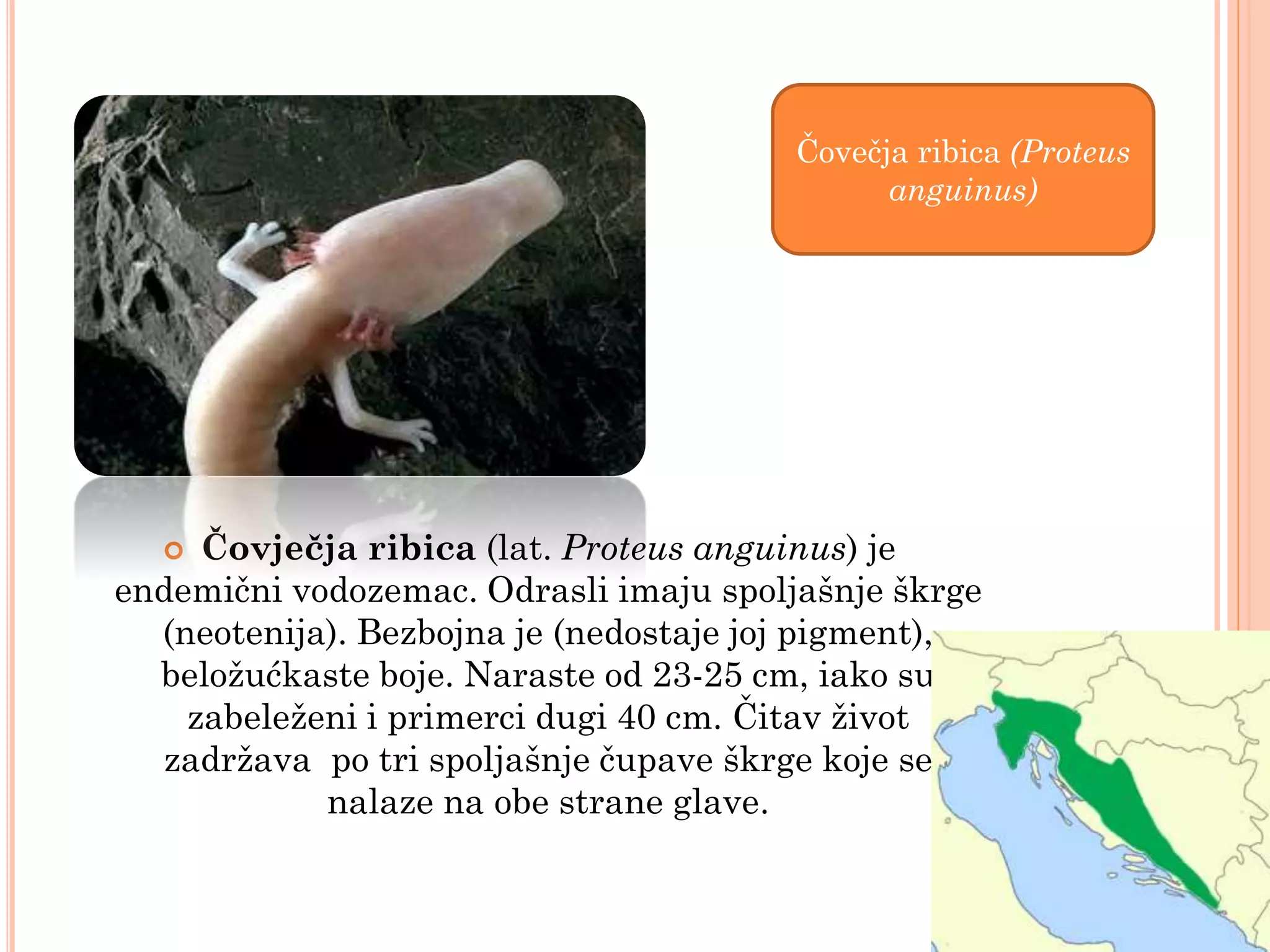 Vodozemci | PPTX