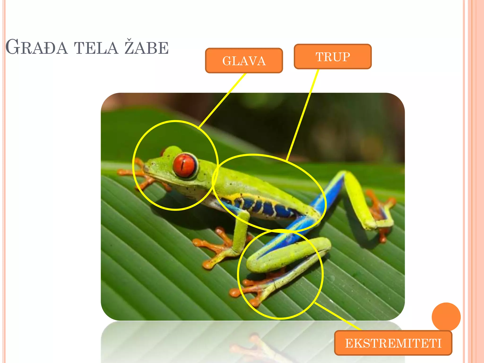 Vodozemci | PPTX
