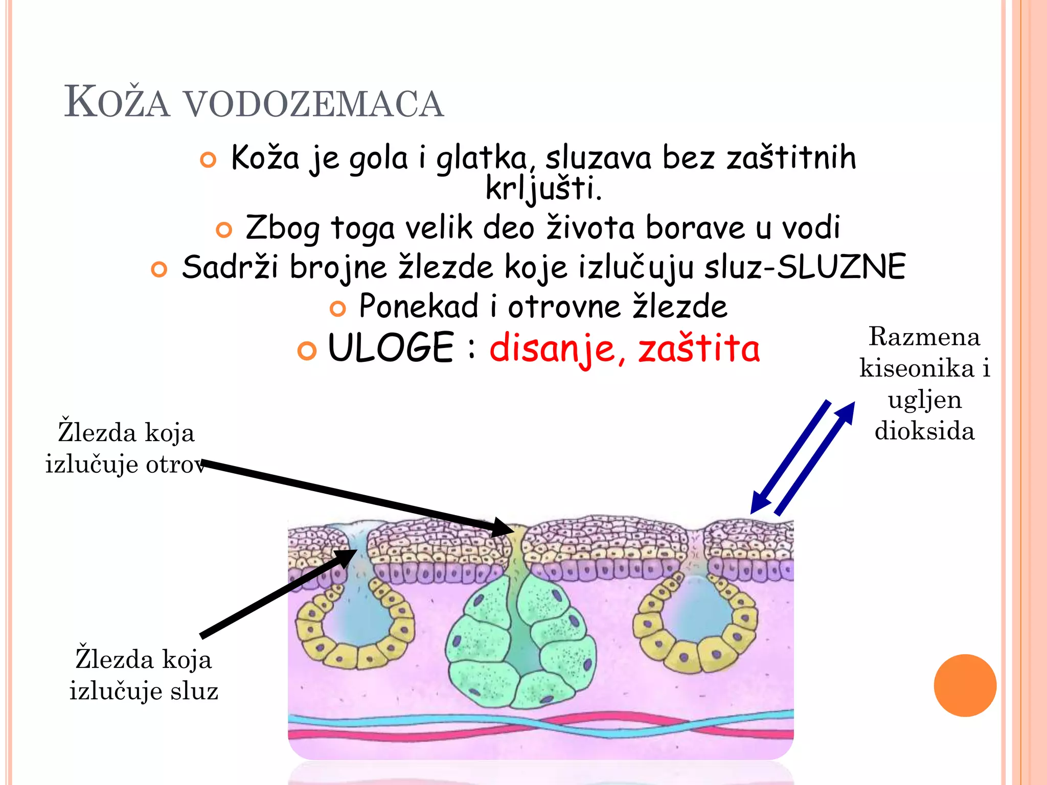 Vodozemci | PPTX