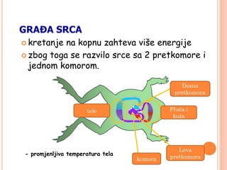 Vodozemci | PPTX