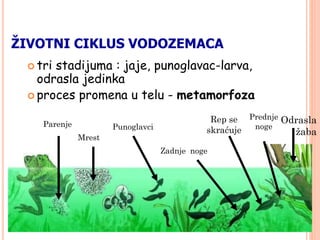 Vodozemci | PPTX