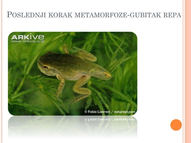 Vodozemci | PPTX