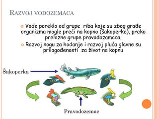 Vodozemci | PPTX