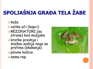 Vodozemci | PPTX