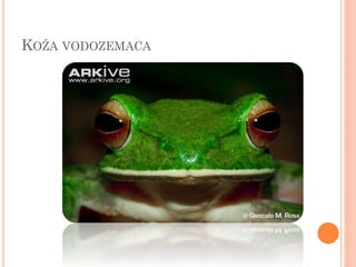 Vodozemci | PPTX