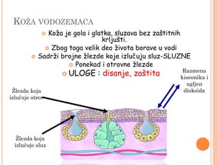 Vodozemci | PPTX
