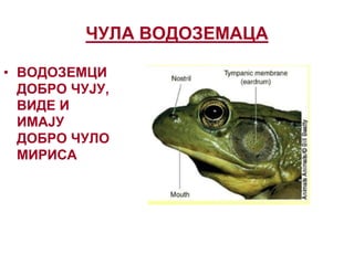 Vodozemci | PPTX