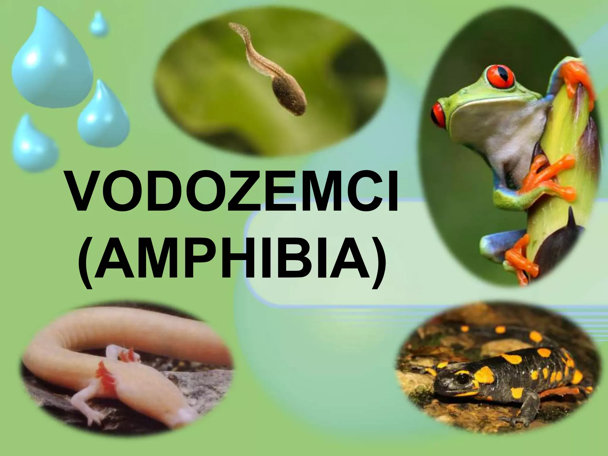 VODOZEMCI (AMPHIBIA).pptx