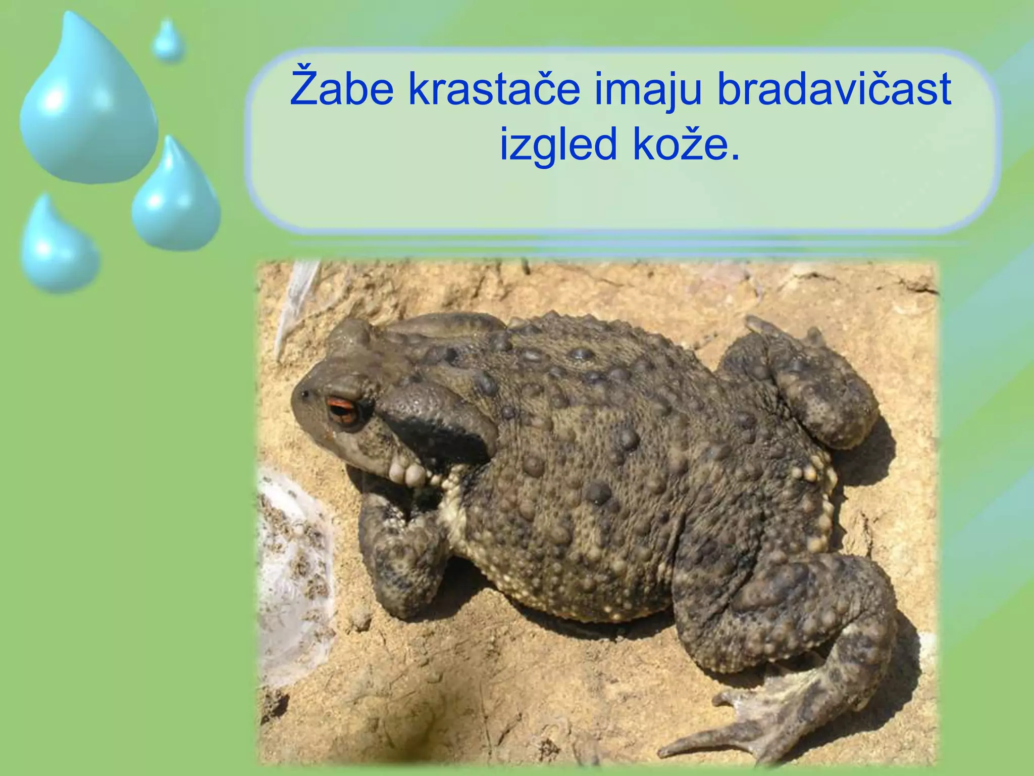 VODOZEMCI (AMPHIBIA).pptx