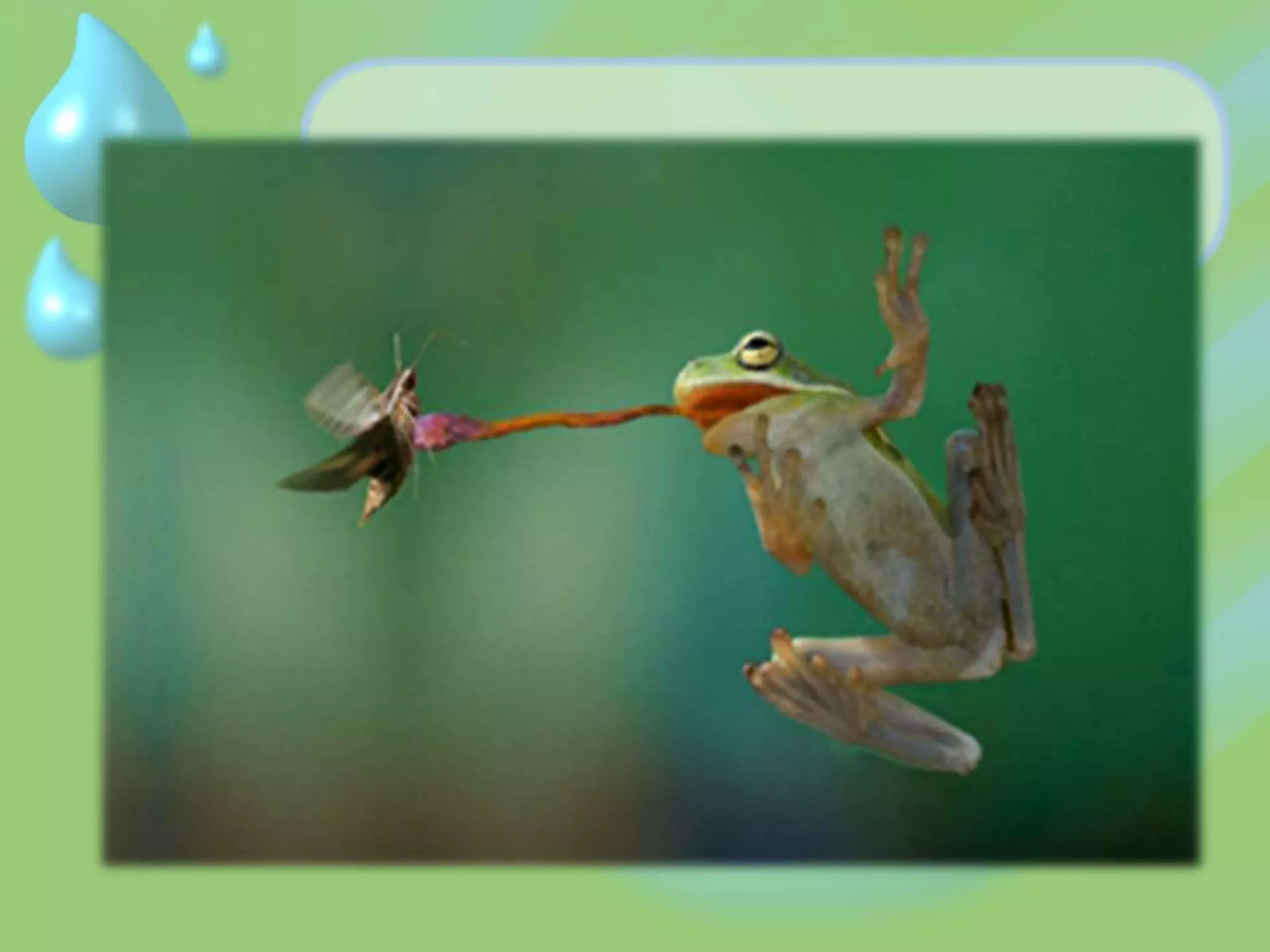 VODOZEMCI (AMPHIBIA).pptx