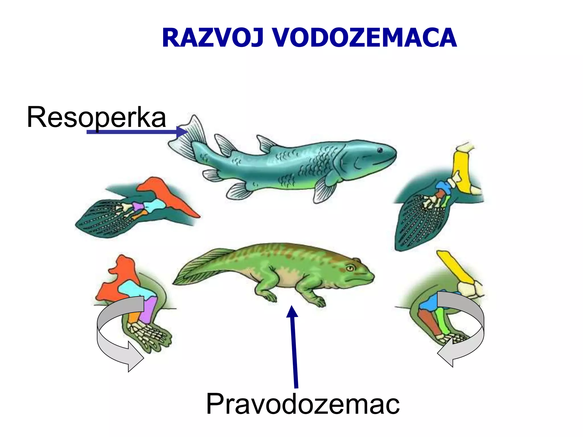 VODOZEMCI (AMPHIBIA).pptx