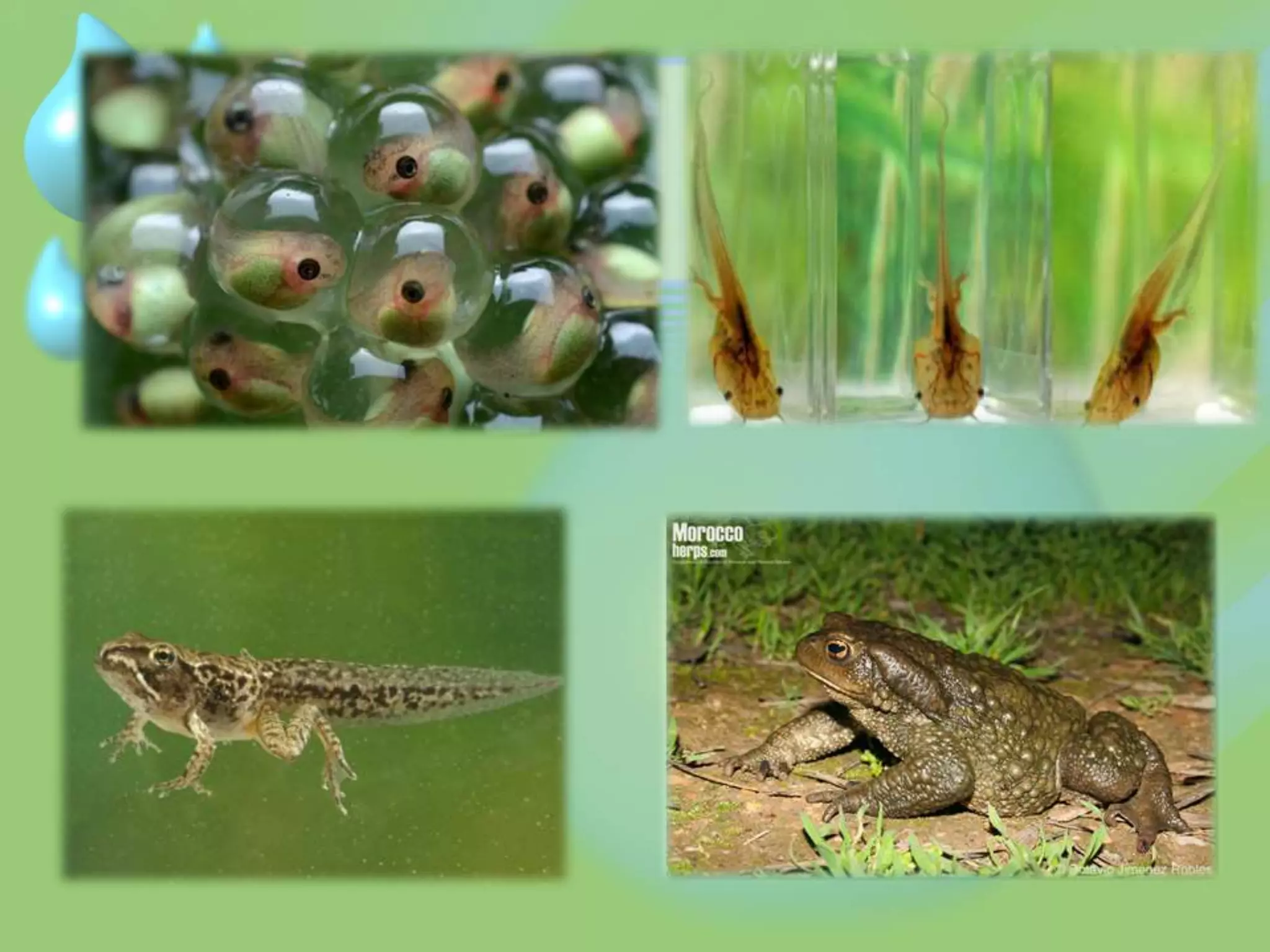VODOZEMCI (AMPHIBIA).pptx