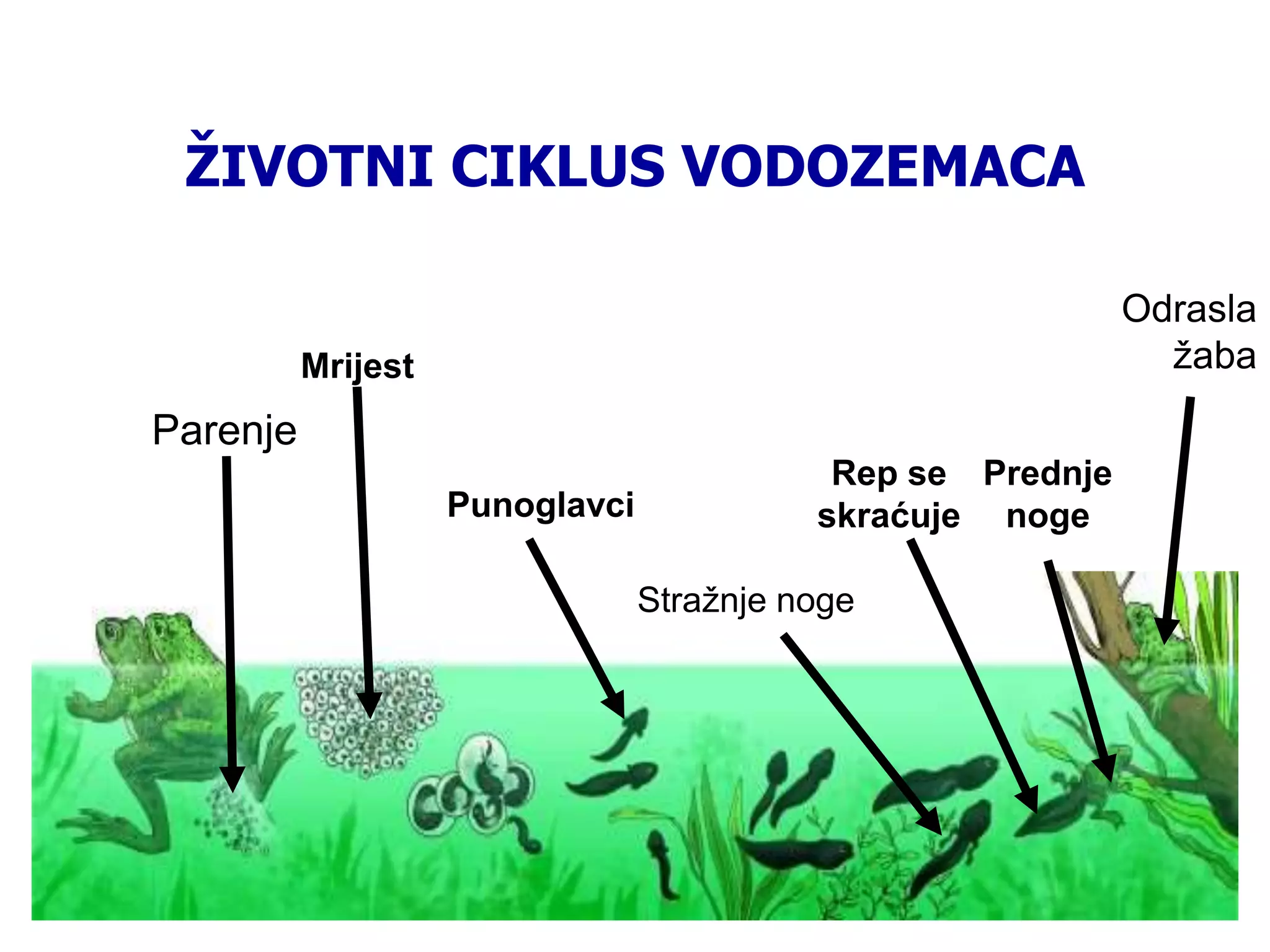 VODOZEMCI (AMPHIBIA).pptx