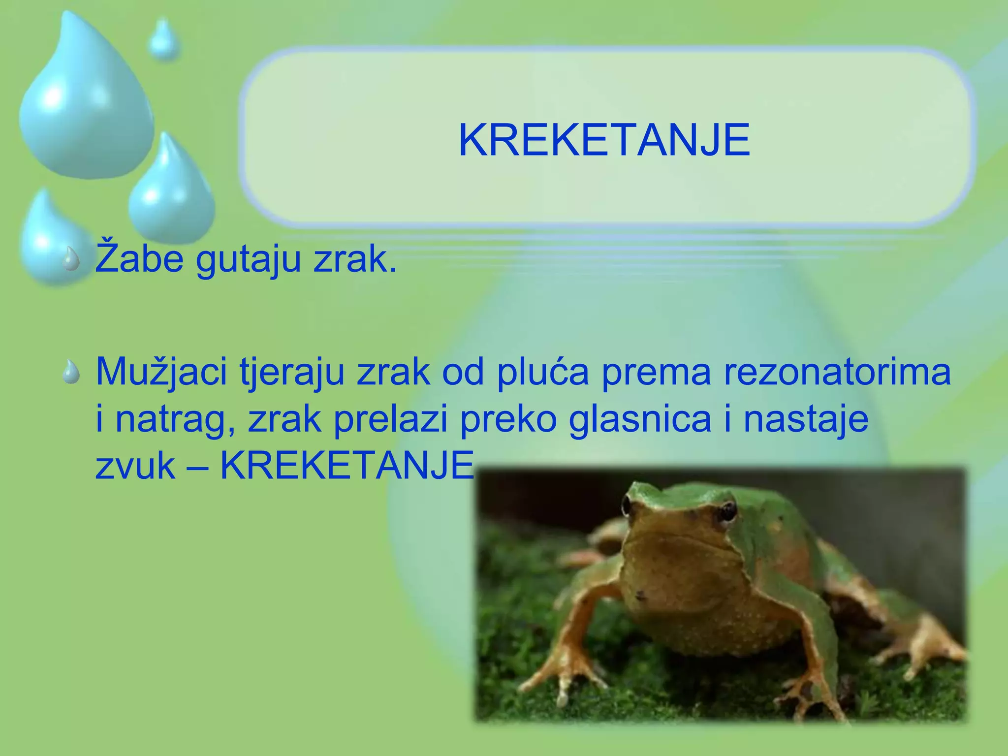 VODOZEMCI (AMPHIBIA).pptx